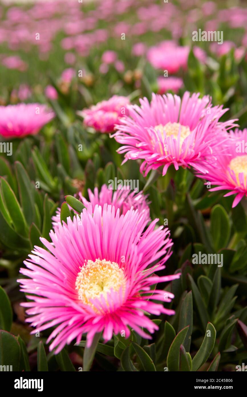 Carpobrotus flowers blossom hi-res stock photography and images - Alamy