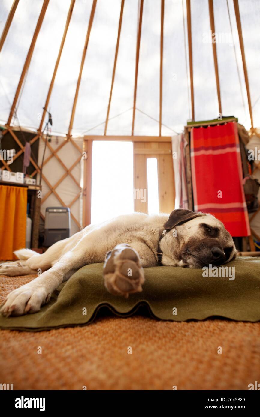 Dog lies in a yurt Stock Photo - Alamy