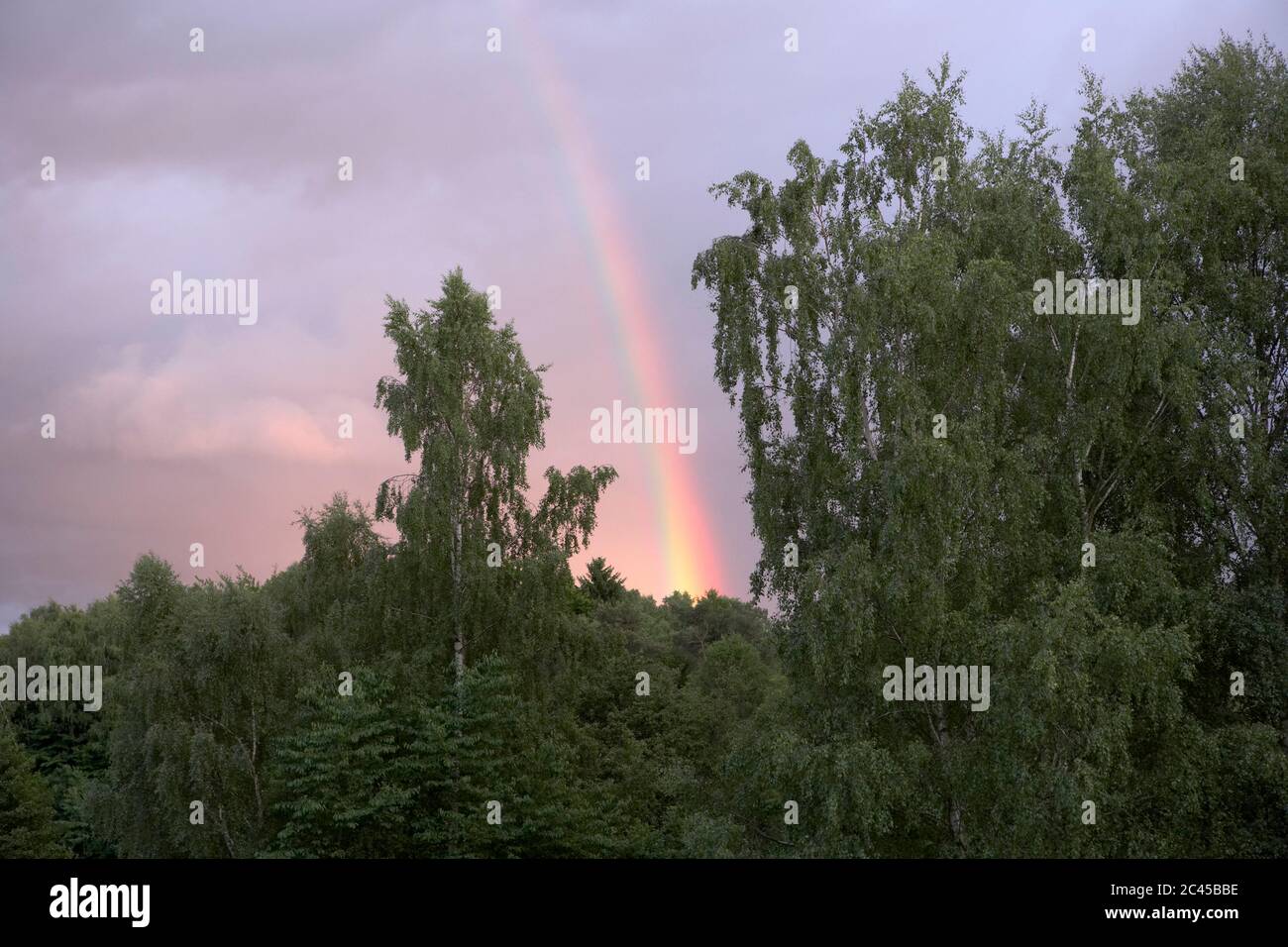 Rainbow over trees Stock Photo - Alamy