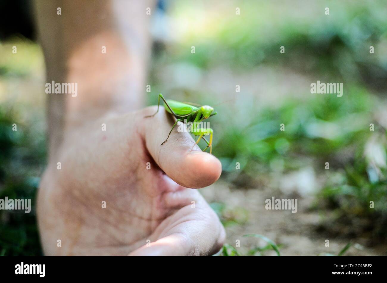 Closeup shot of a Praying Mantis sitting on a hand Stock Photo - Alamy