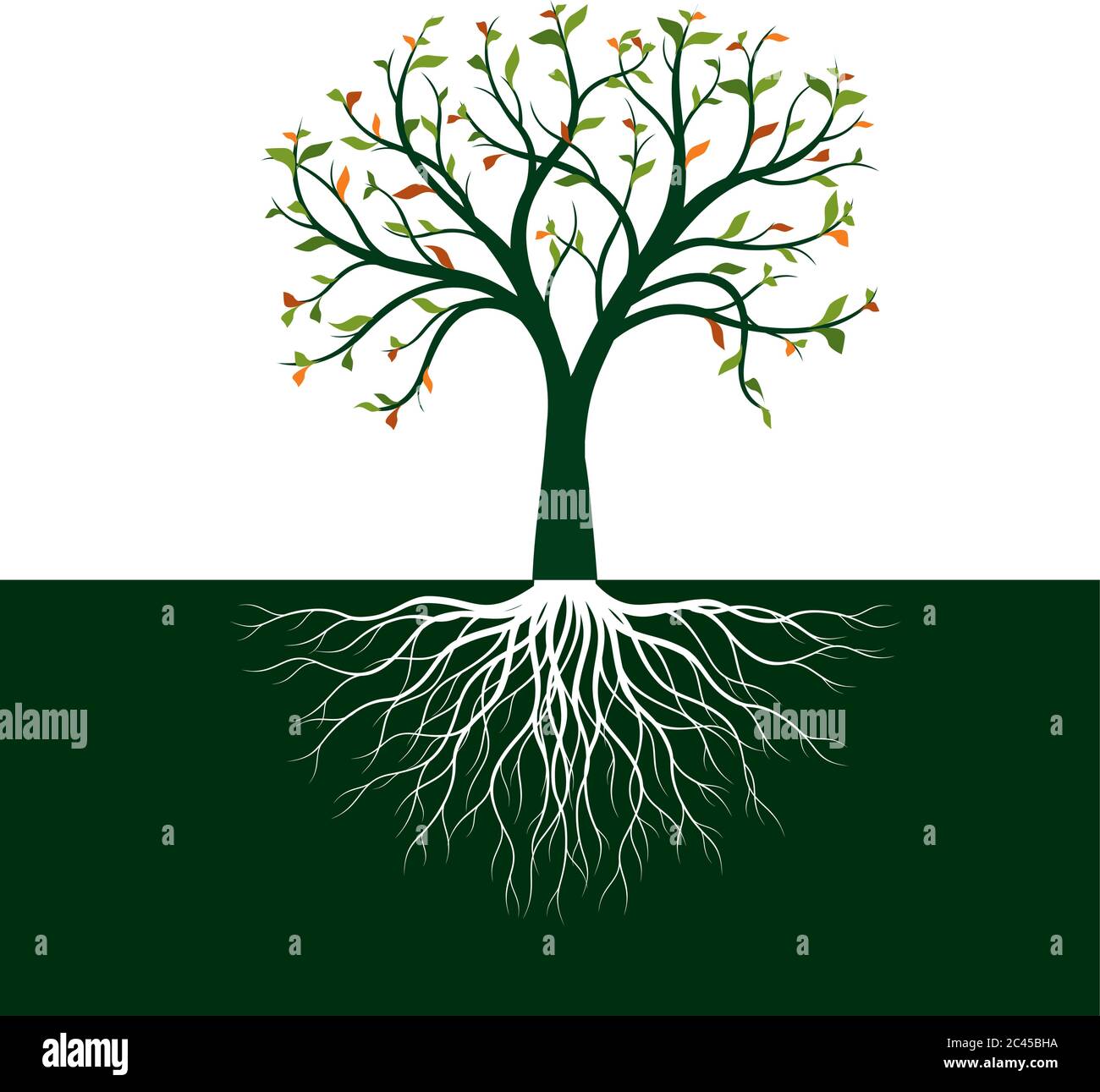 Tree Roots Drawing Color