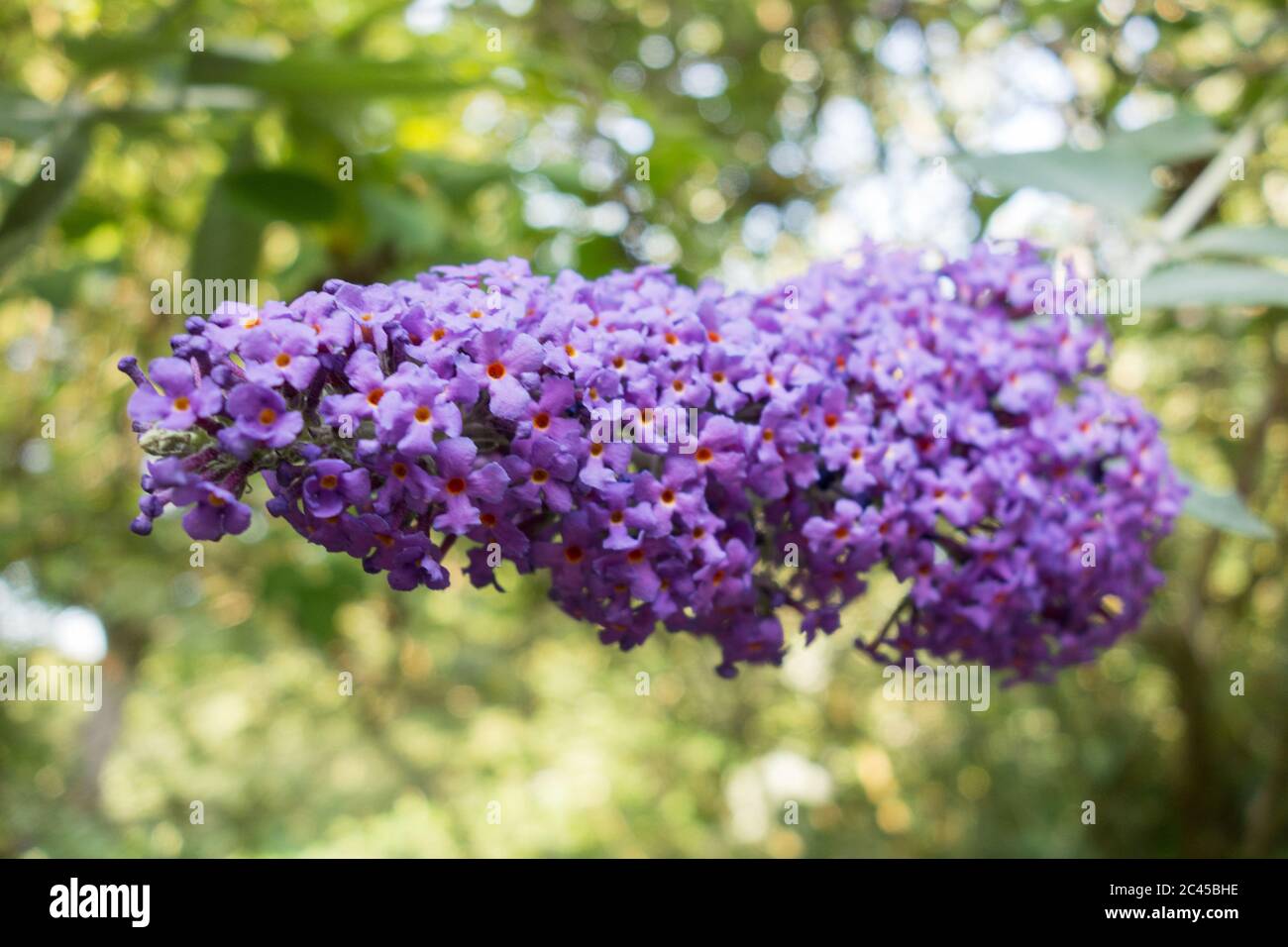 Closeup of a flowering purple Butterfly Bush or Buddleia Davidii Stock ...