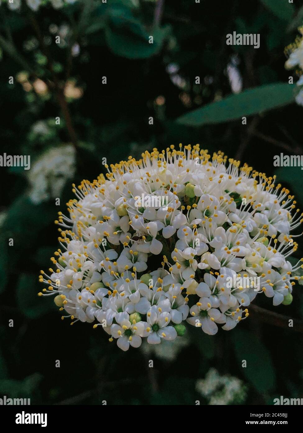 Labrador tea leaves hi-res stock photography and images - Alamy