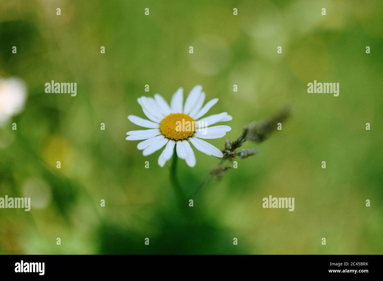 Closeup shot of a single daisy with blurred background Stock Photo - Alamy