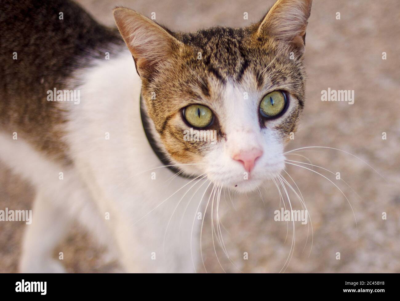 face and eyes of a stray cat Stock Photo - Alamy