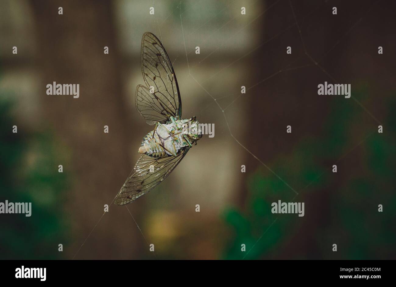 Spider web outdoors hi-res stock photography and images - Alamy