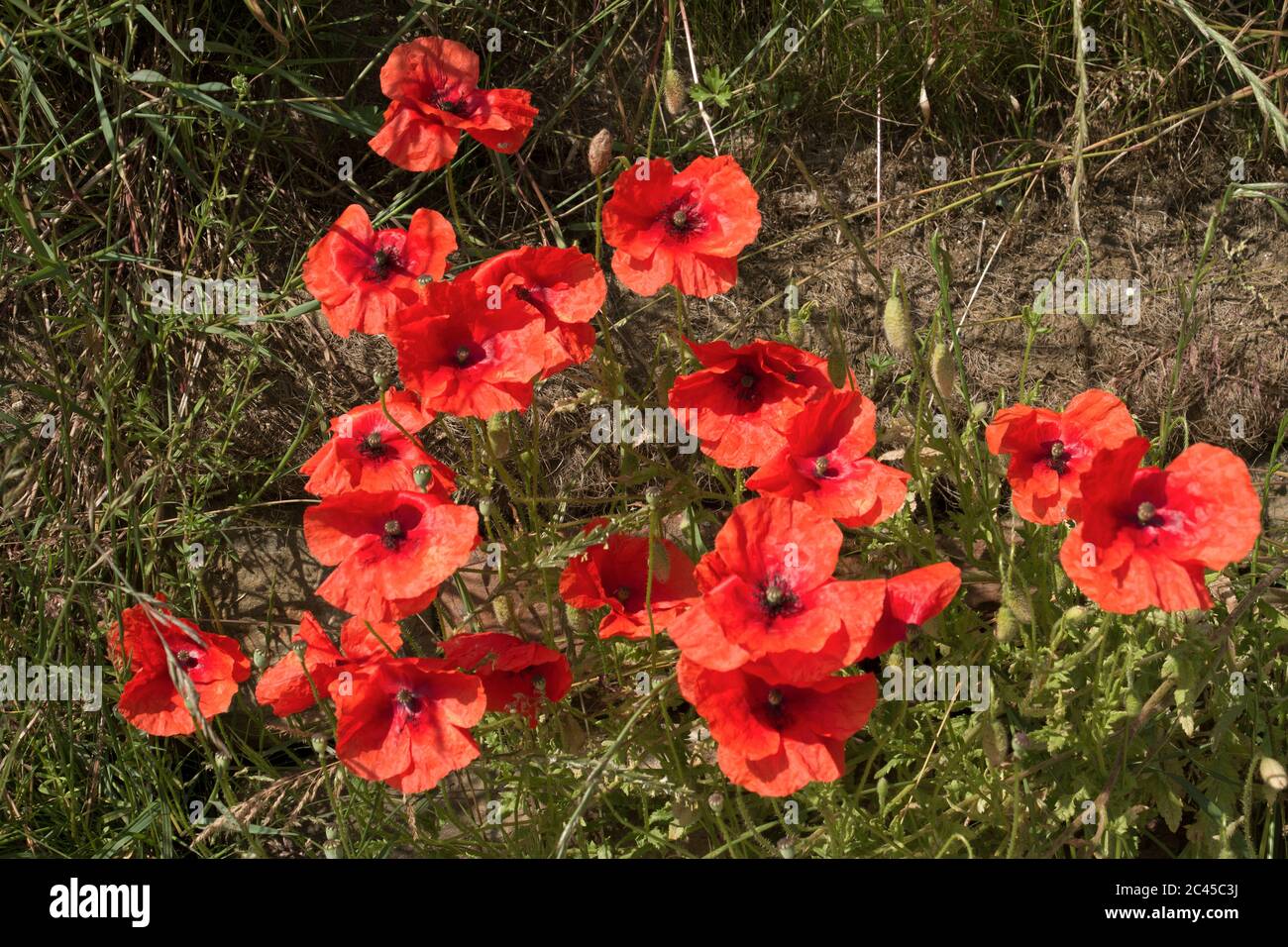 The red flowers of the Field or Common Poppy is a symbol of summer ...