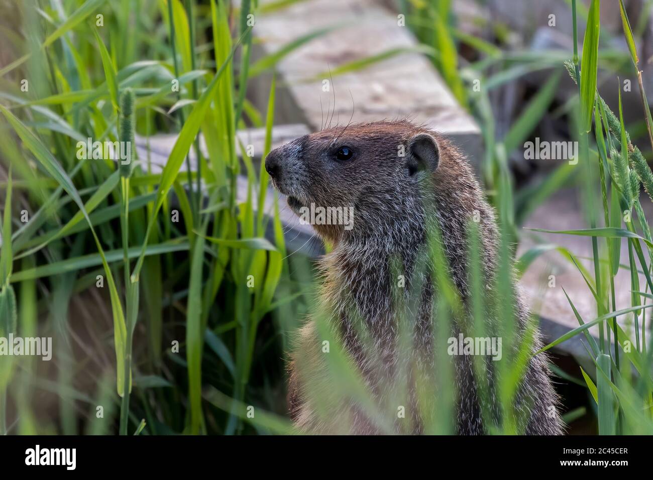 The groundhog (Marmota monax), also known as a woodchuck , often lives ...