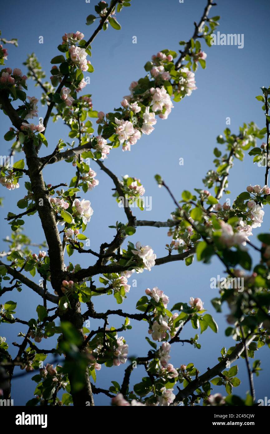 Fruit tree blossom Stock Photo - Alamy