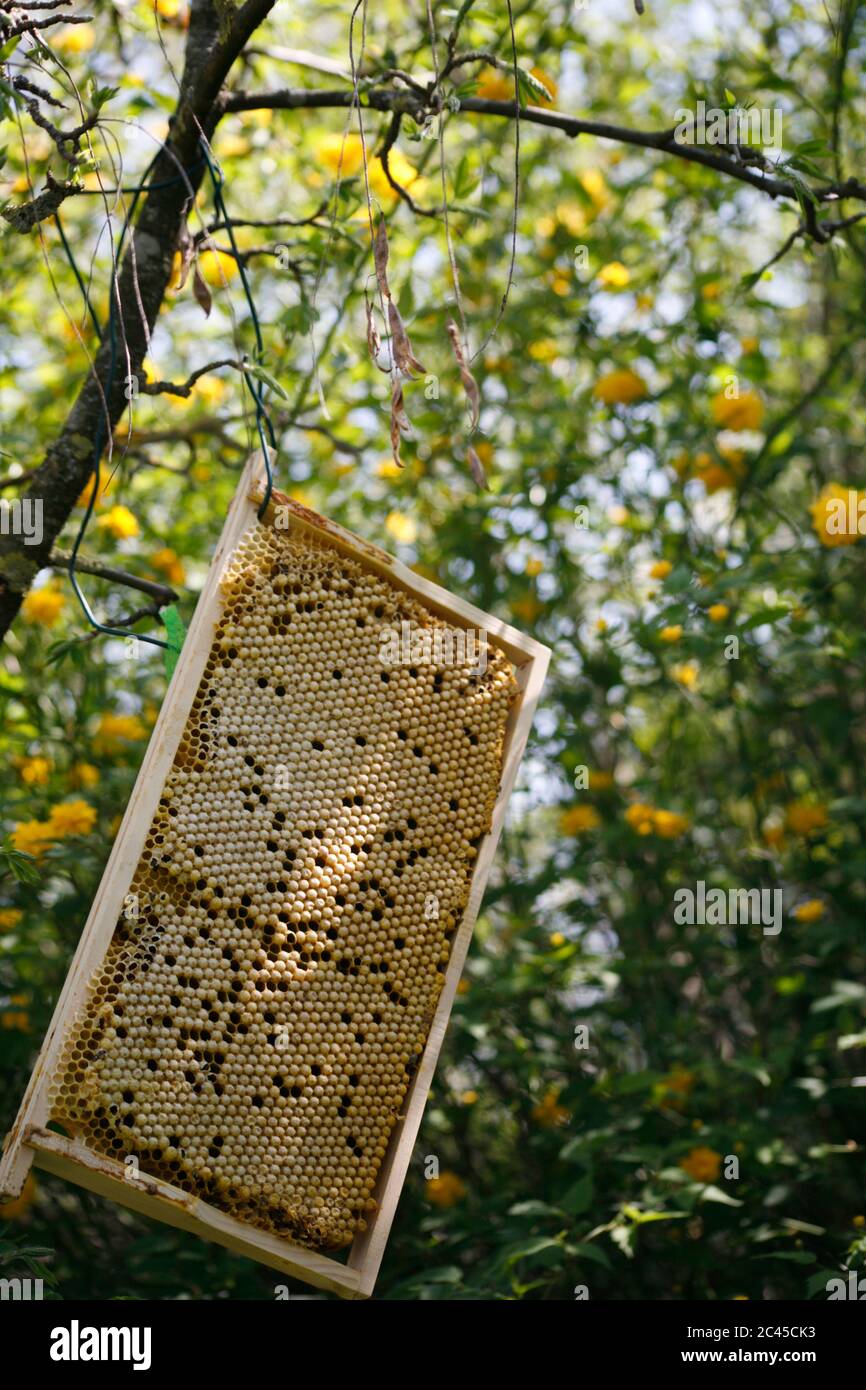 Honeycomb in a tree Stock Photo - Alamy