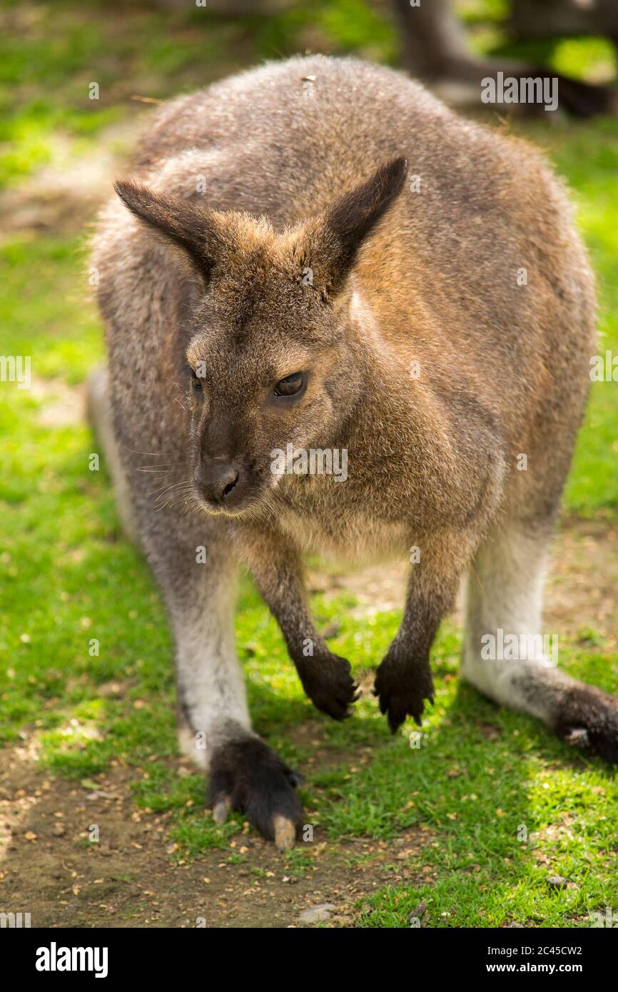 Portrait of a cute wallaby in the nature Stock Photo - Alamy