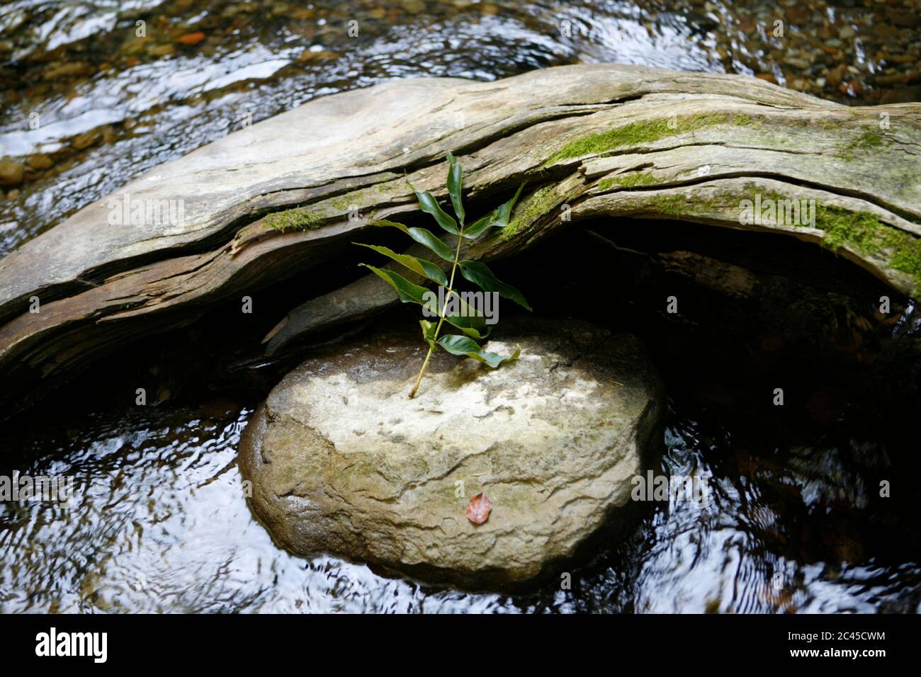 Stream branch scenery hi-res stock photography and images - Alamy