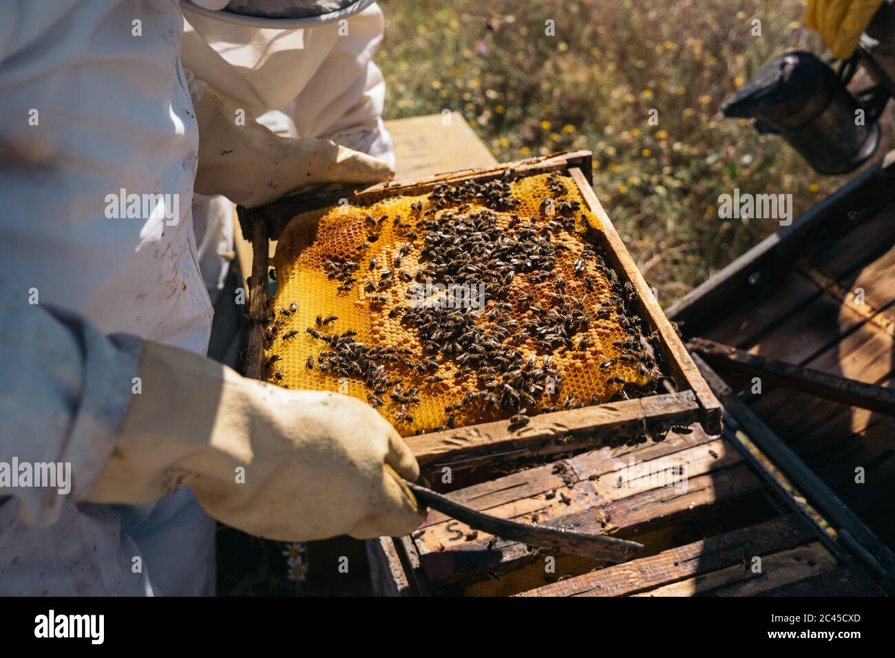 Beekeepers working to collect honey. Organic beekeeping concept Stock ...