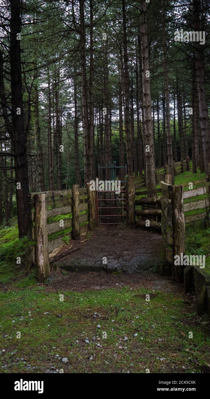 Populated forest hi-res stock photography and images - Alamy