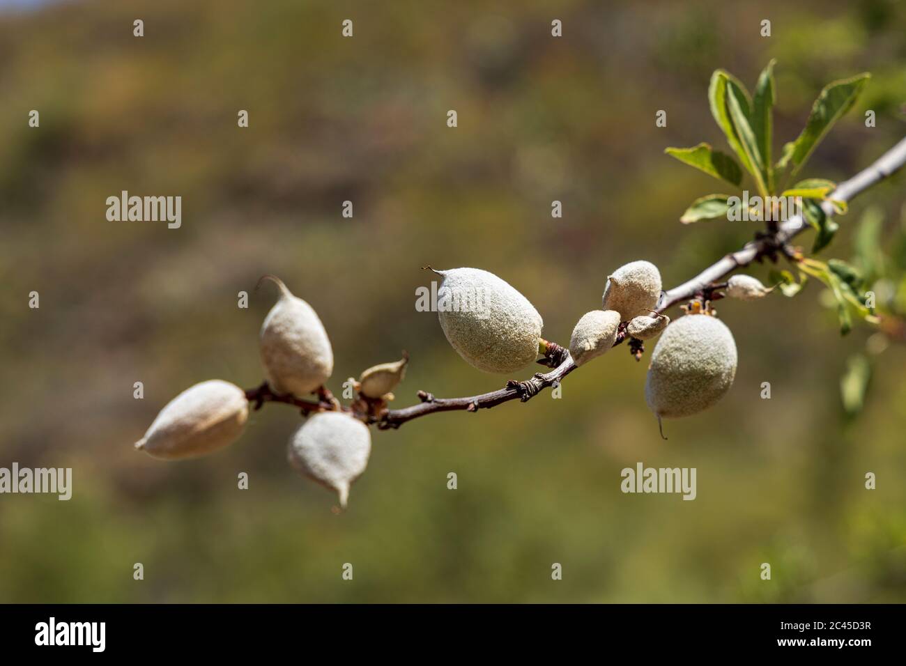 Canary tree nut hi-res stock photography and images - Alamy