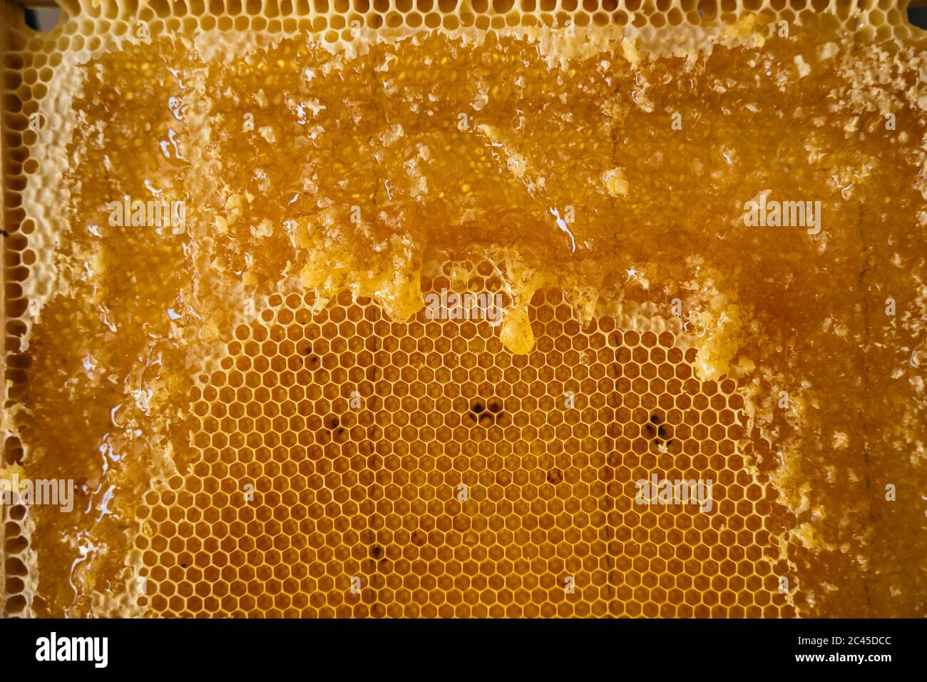 Closeup of a beekeeper holding a honeycomb full of bees Stock Photo - Alamy