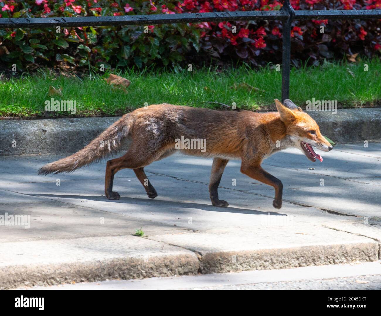 Vermin downing street hi-res stock photography and images - Alamy