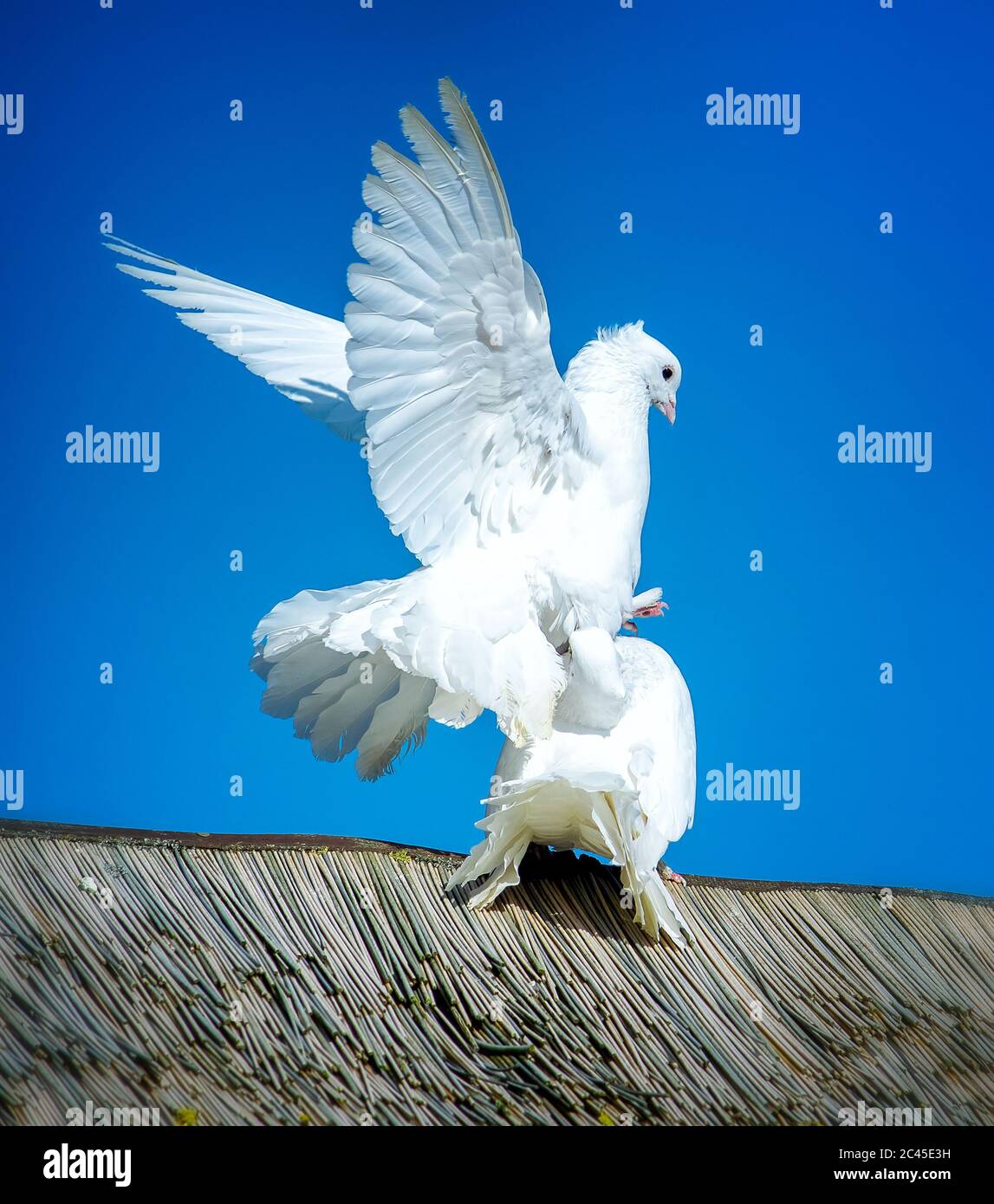 Doves mating hi-res stock photography and images - Alamy