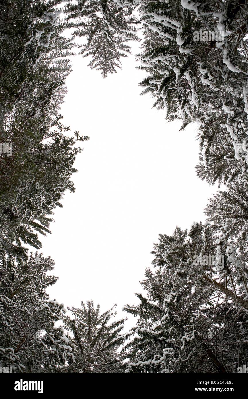 Snow-covered fir tree tops Stock Photo - Alamy