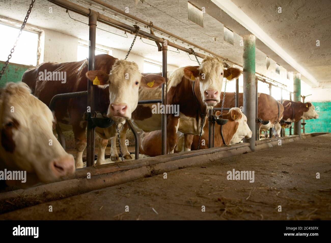 Cattle in the stable Stock Photo - Alamy