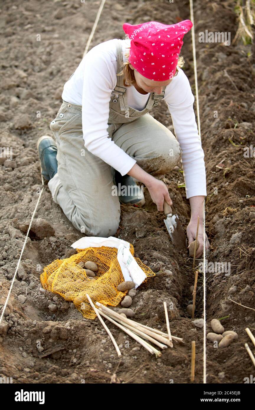 Potato potatoes planting production hi-res stock photography and images ...