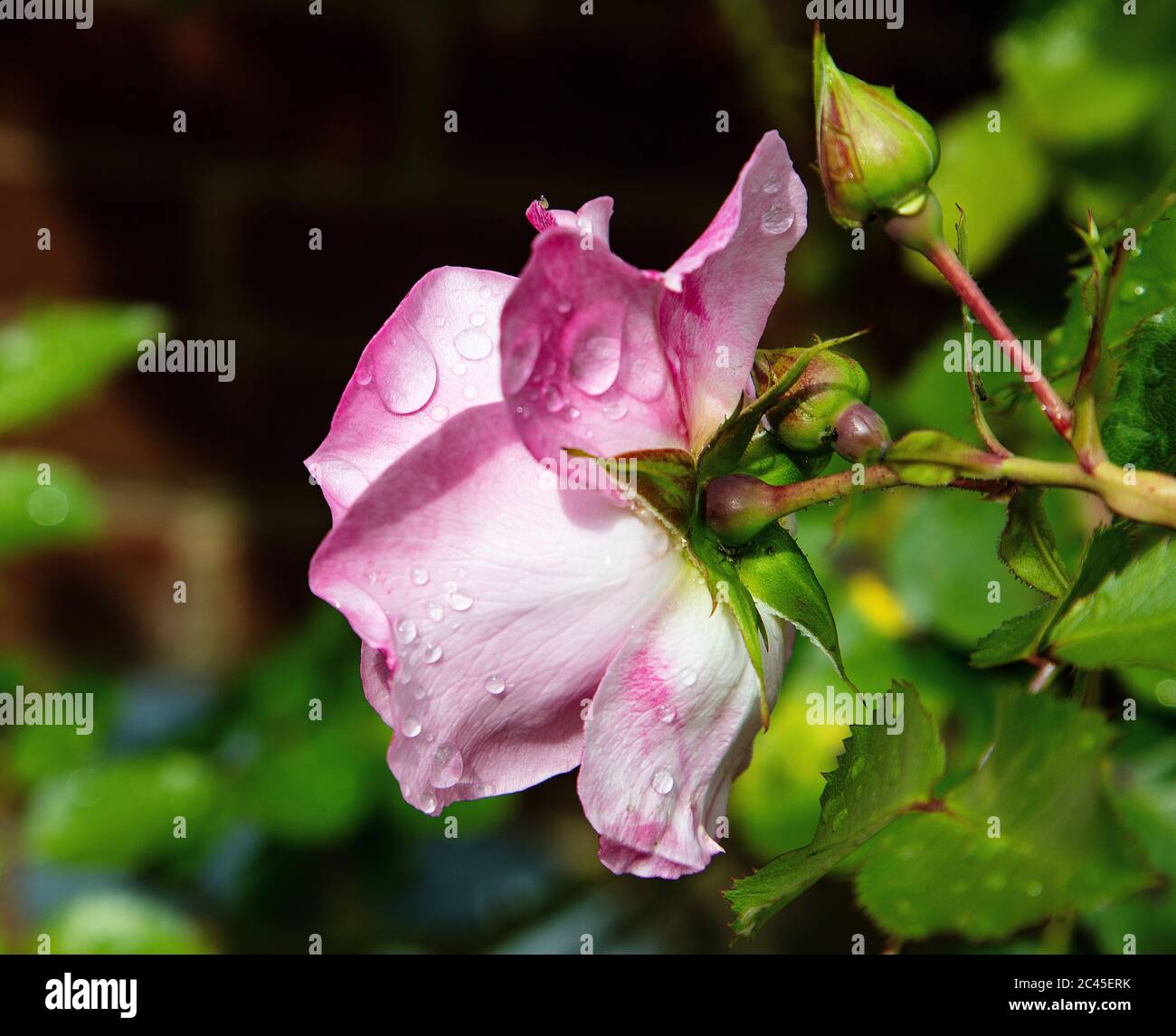 Shower rose hi-res stock photography and images - Alamy