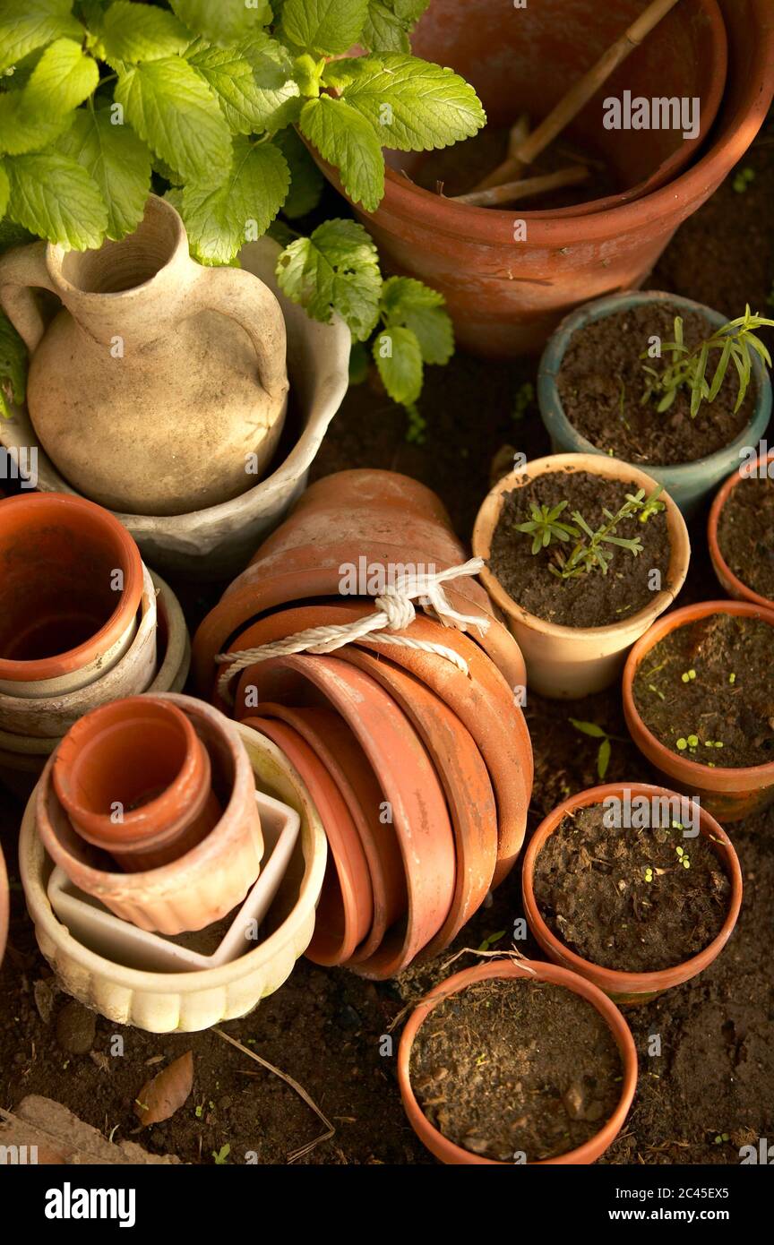 Clay pots and lemon balm Stock Photo - Alamy