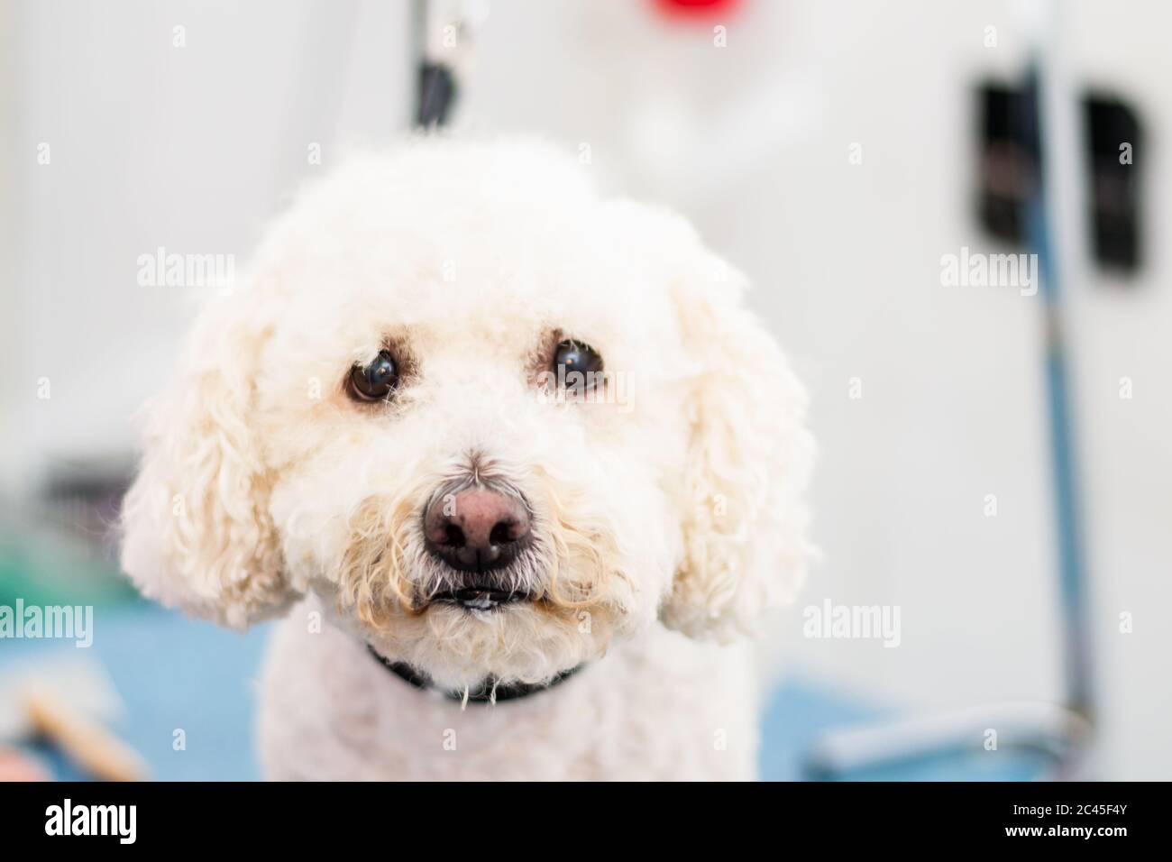 senior dog Bichon with nose depigmentation at the salon Stock Photo - Alamy