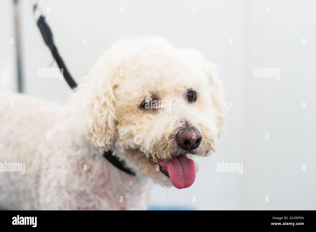 Depigmentation hi-res stock photography and images - Alamy