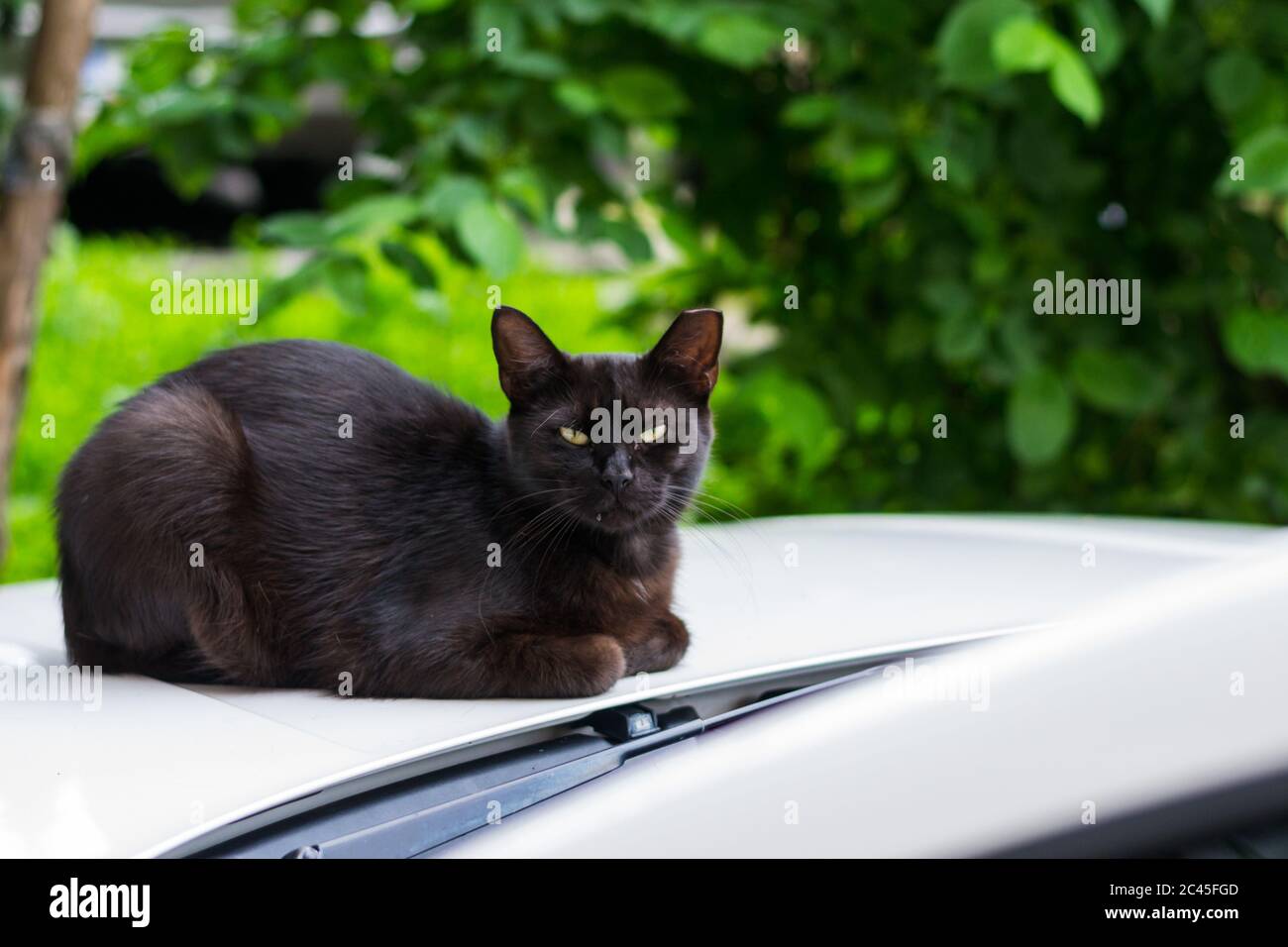 black cat with cropped ear sitting on the car. This is called “ear ...