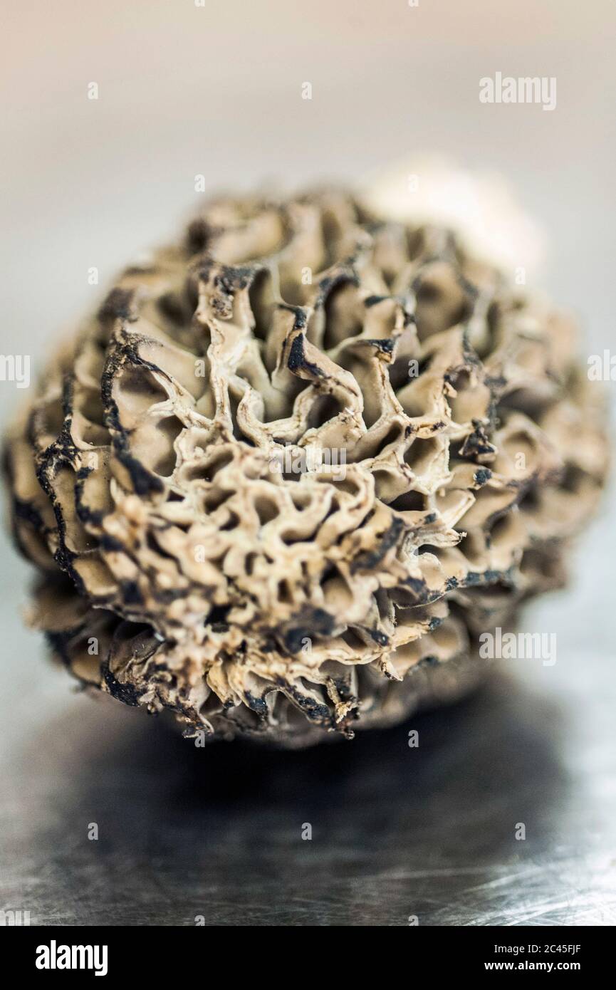 Sponge close up hi-res stock photography and images - Alamy