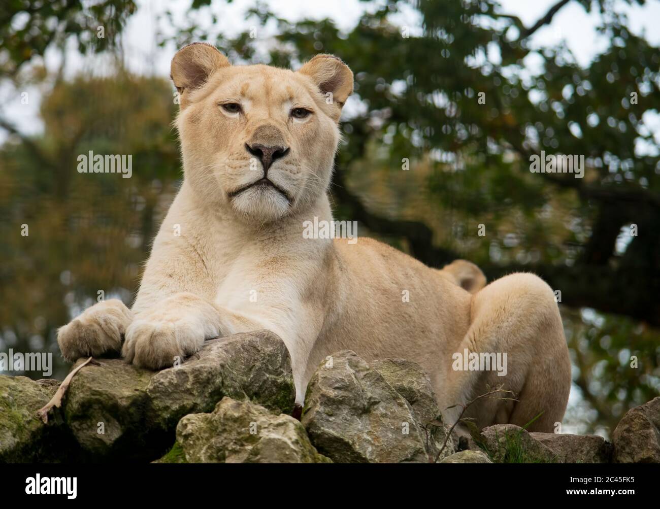 Female african white lion resting hi-res stock photography and images ...