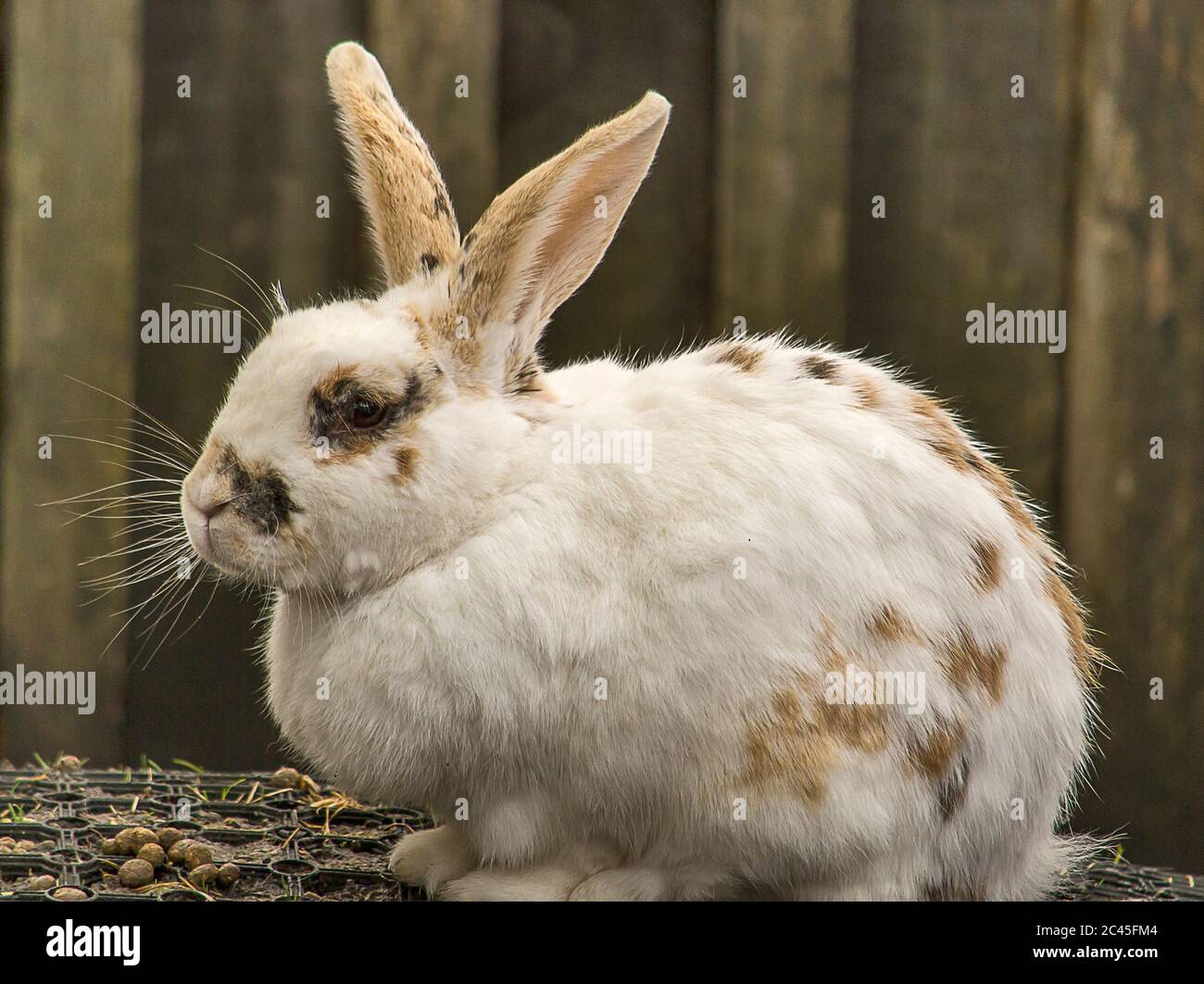 Rabbit looking into the camera hi-res stock photography and images - Alamy