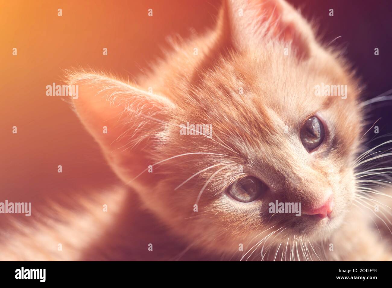 Cute ginger kitten Stock Photo - Alamy