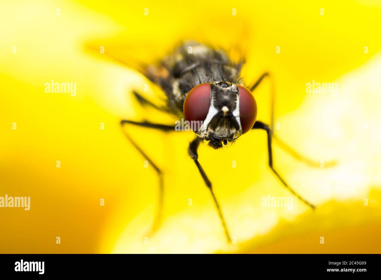 macro photo of a fly in spring season Stock Photo - Alamy