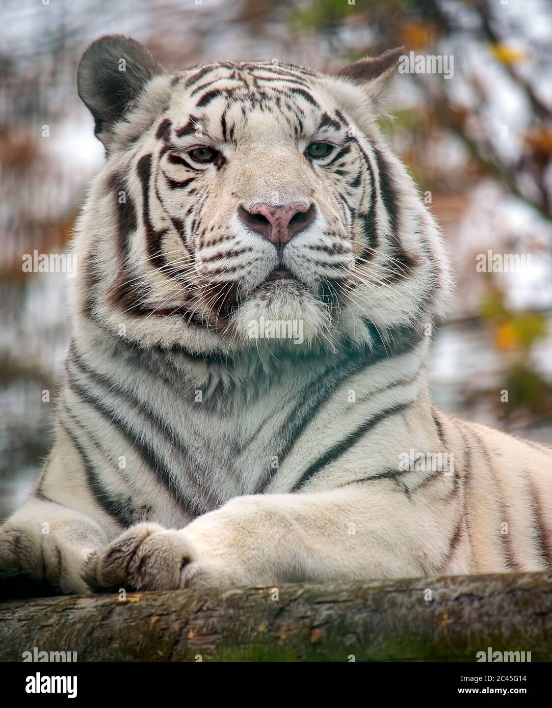 Siberian white tiger hi-res stock photography and images - Alamy