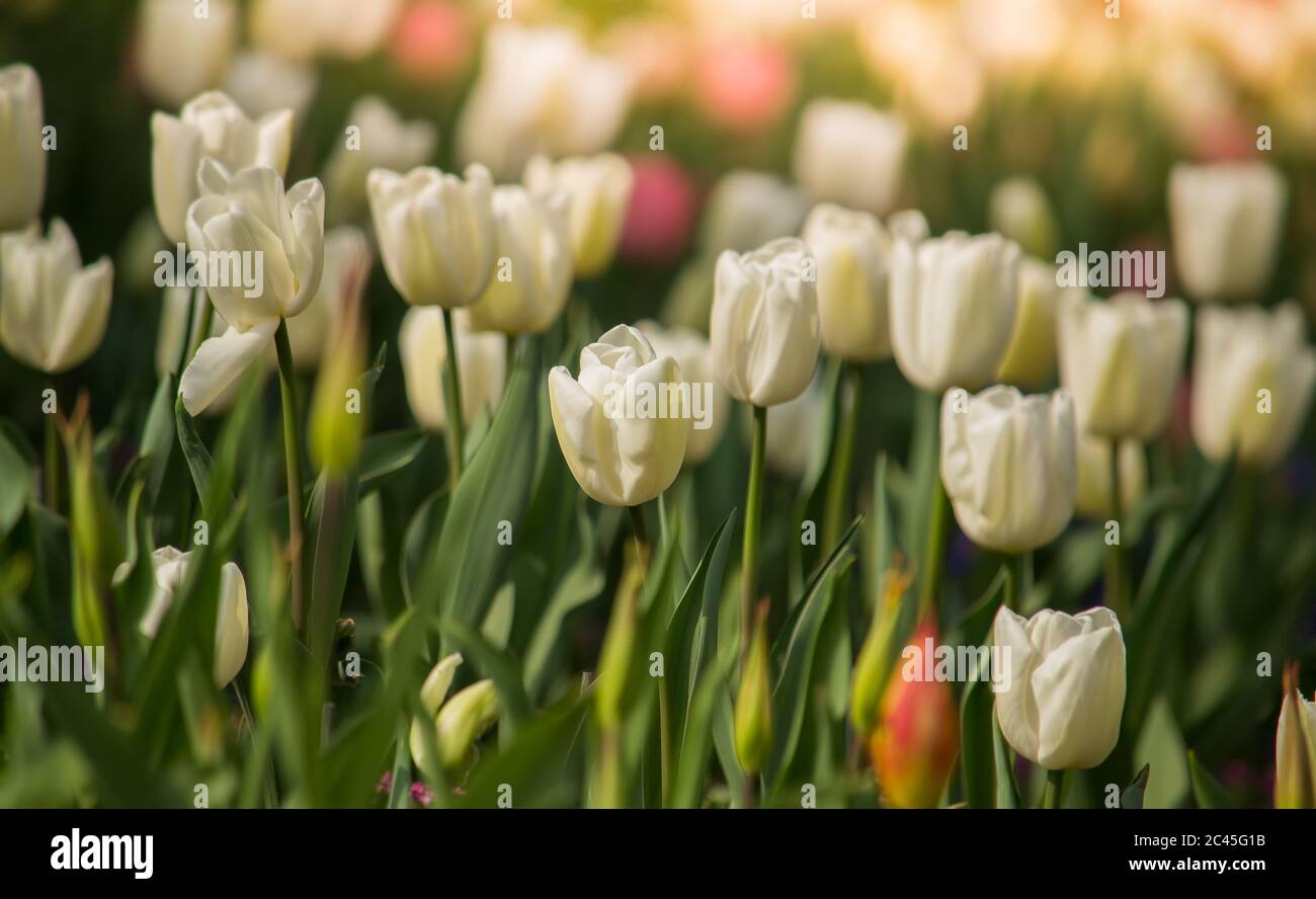 Pretty white tulips blooming in the sunshine Stock Photo - Alamy