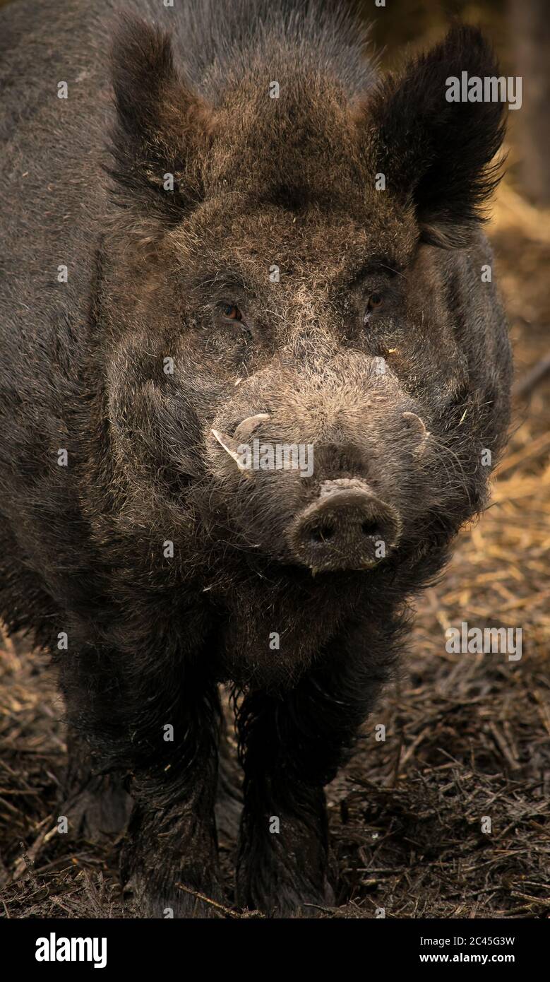 Portrait of an adult male wild boar Stock Photo - Alamy