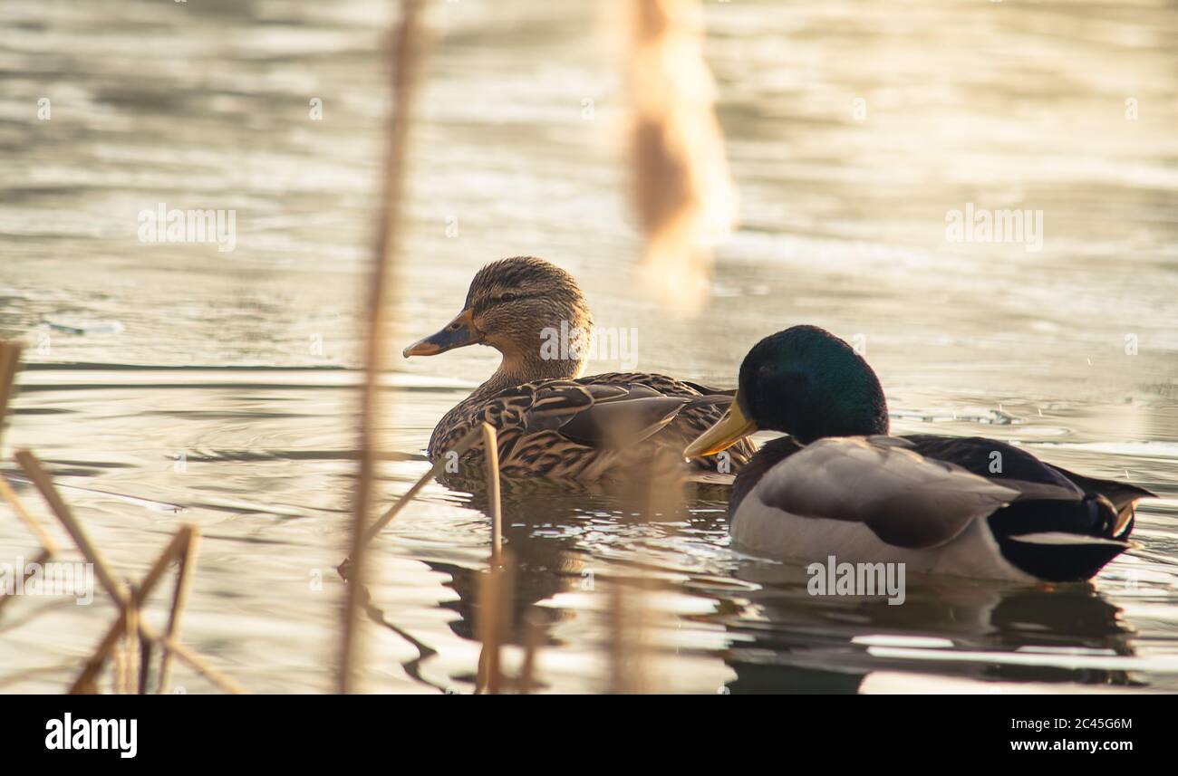 Pair wild ducks swim hi-res stock photography and images - Alamy