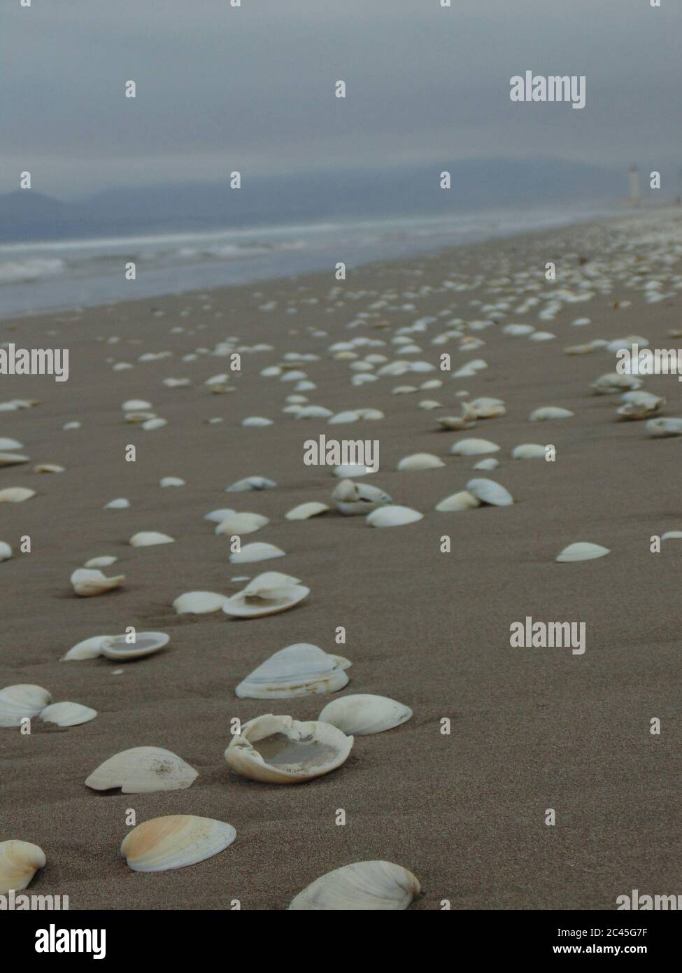 Shot of white seashells scattered on the sandy beach Stock Photo - Alamy