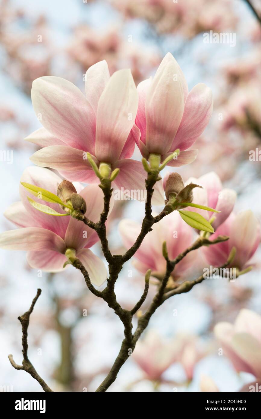 Exterior tree hi-res stock photography and images - Alamy