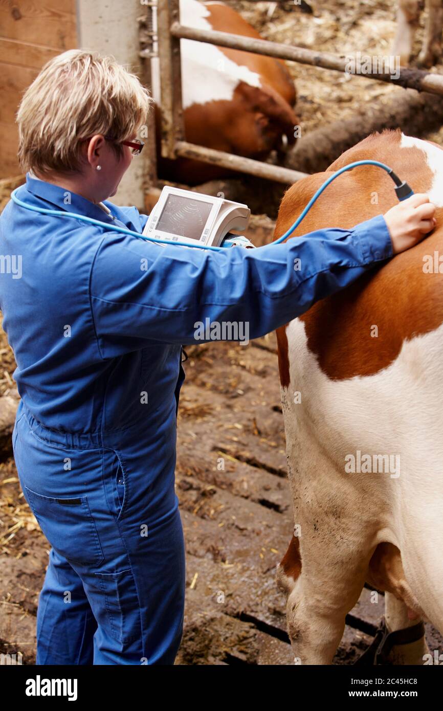 Veterinarian examines cow in stable Stock Photo - Alamy