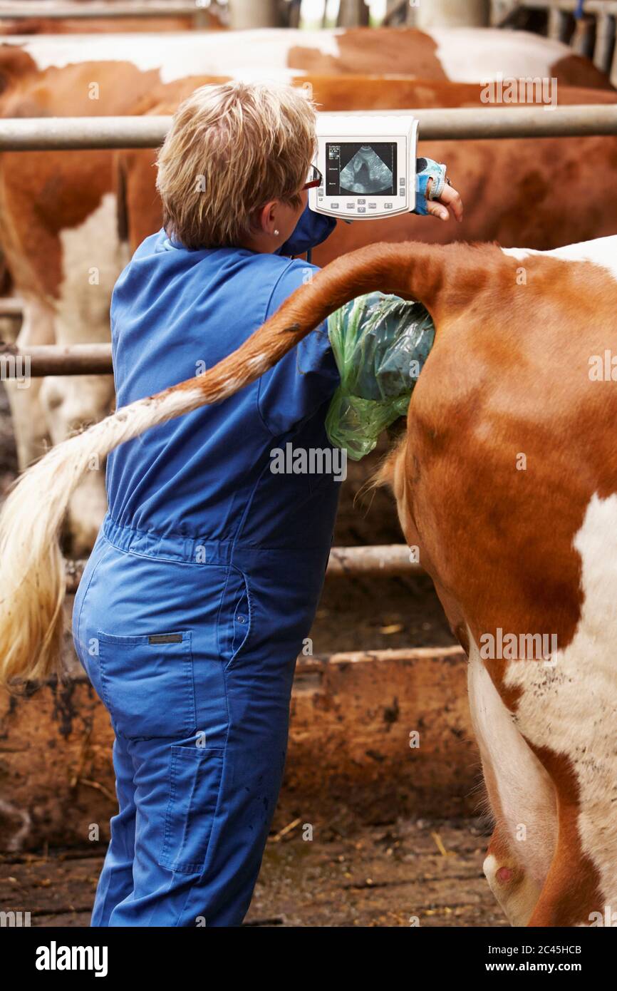 Cow embryo hi-res stock photography and images - Alamy