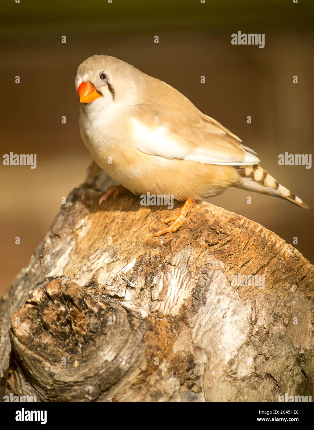 Small zebra finch sitting on a wood Stock Photo - Alamy