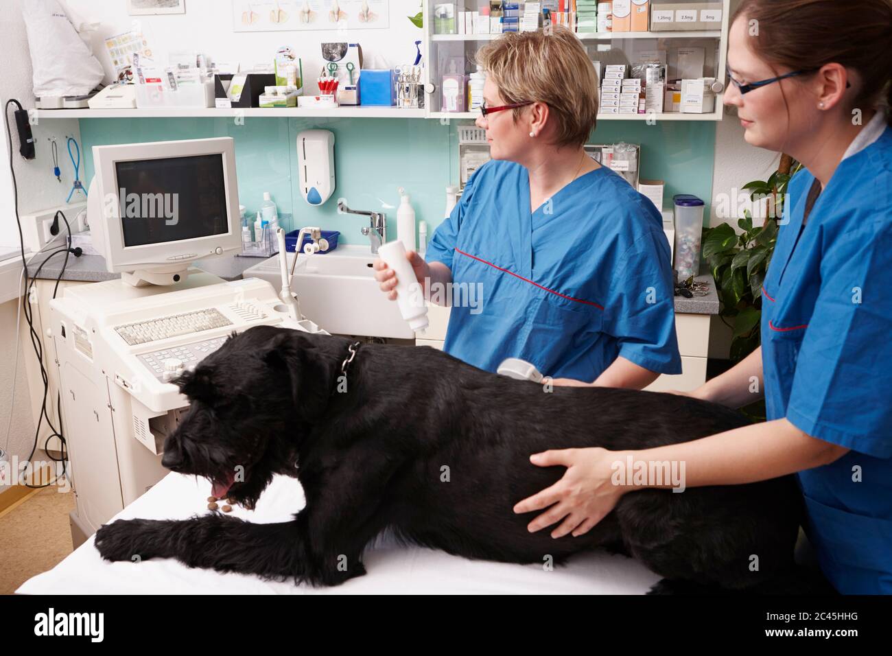 Two veterinarians examine dog hi-res stock photography and images - Alamy