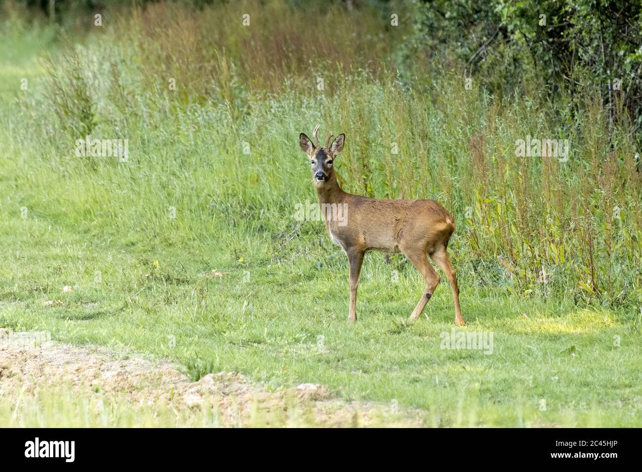 Alert deer hi-res stock photography and images - Alamy