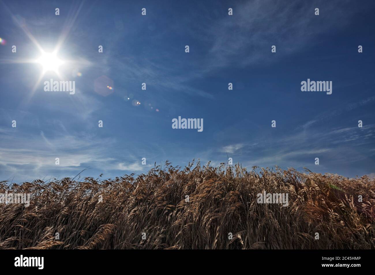 Field in the sunlight Stock Photo - Alamy