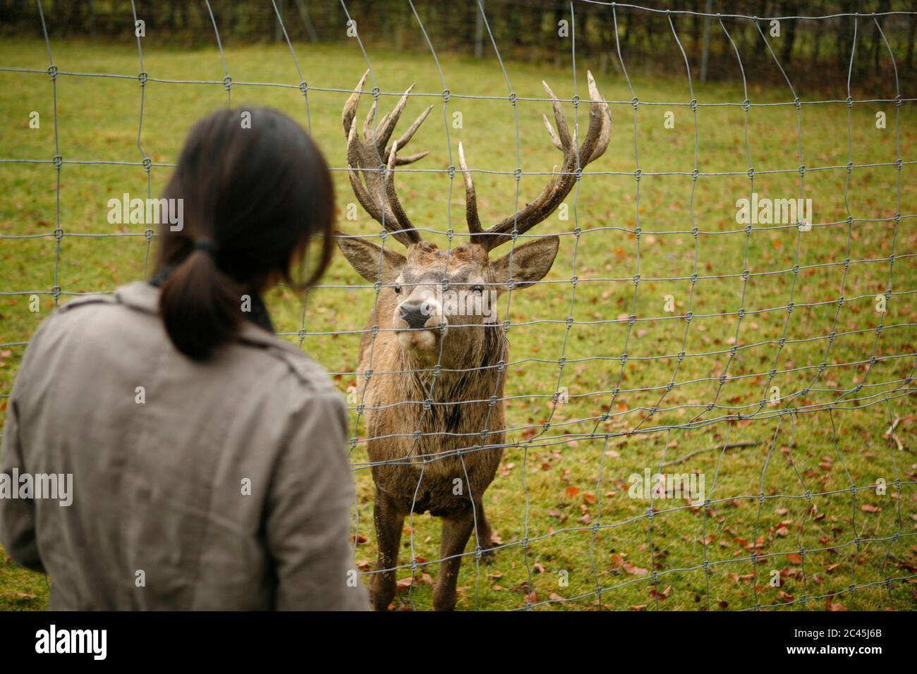 Deer in the enclosure enclosure fence hi-res stock photography and ...