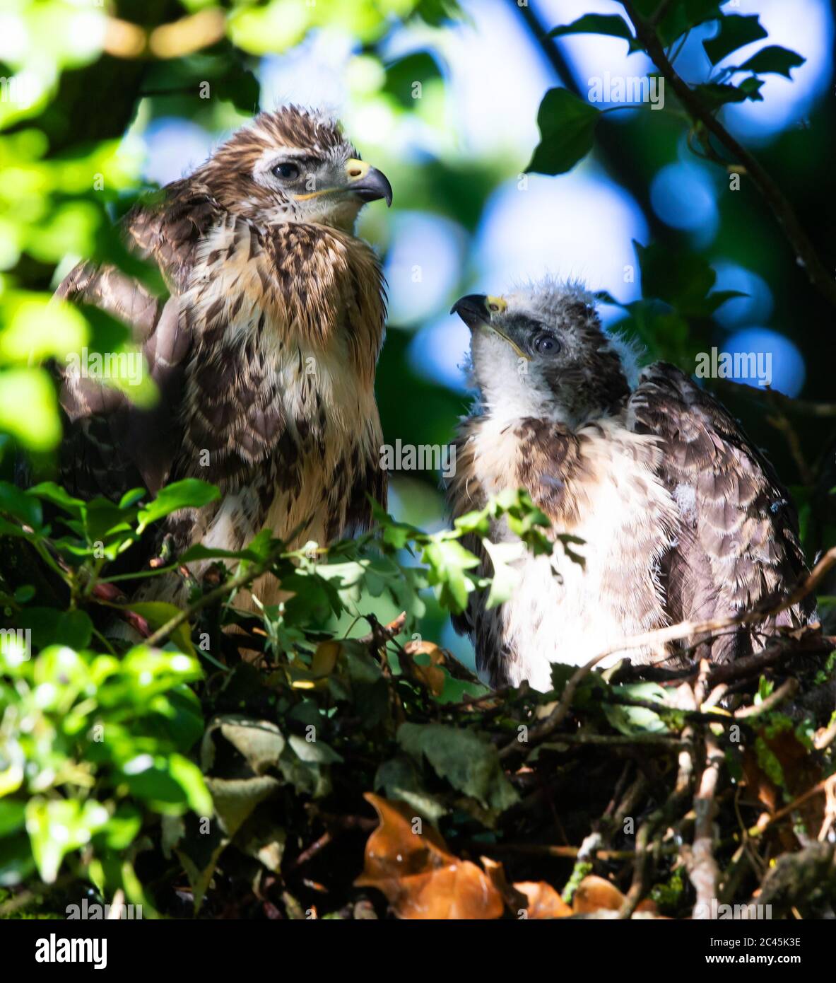 Buzzard chicks nearly fully grown on the nest almost ready to fledge ...