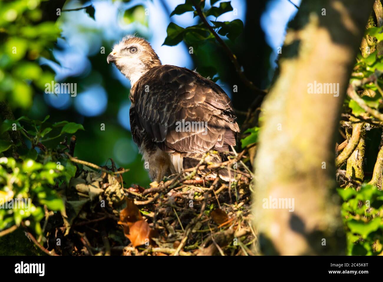 Buzzard chick nearly fully grown on the nest almost ready to fledge ...